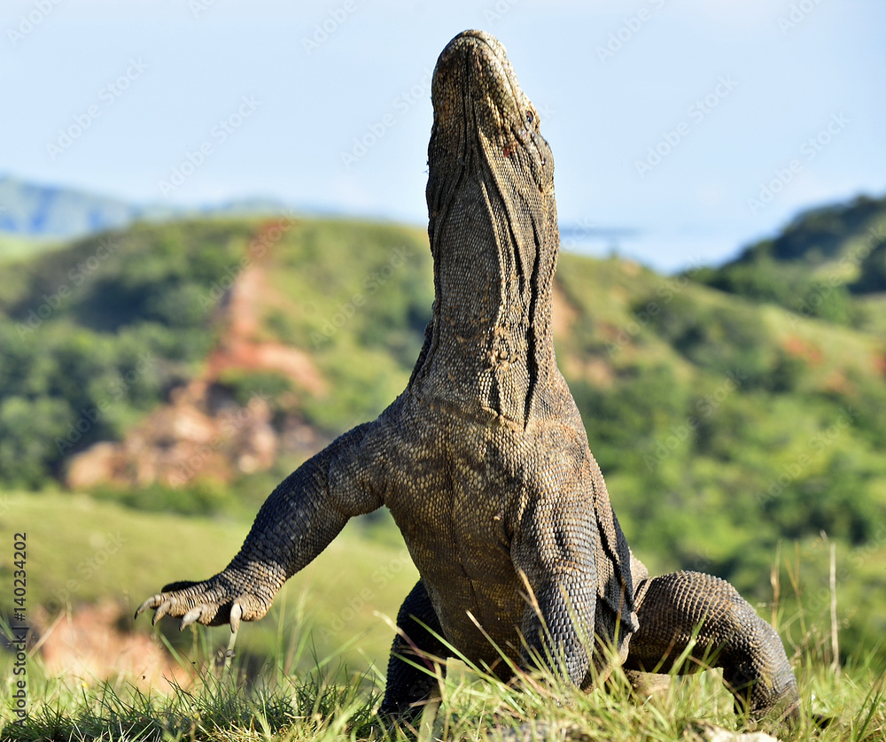 The Komodo dragon ( Varanus komodoensis ) stands on its hind legs . It ...