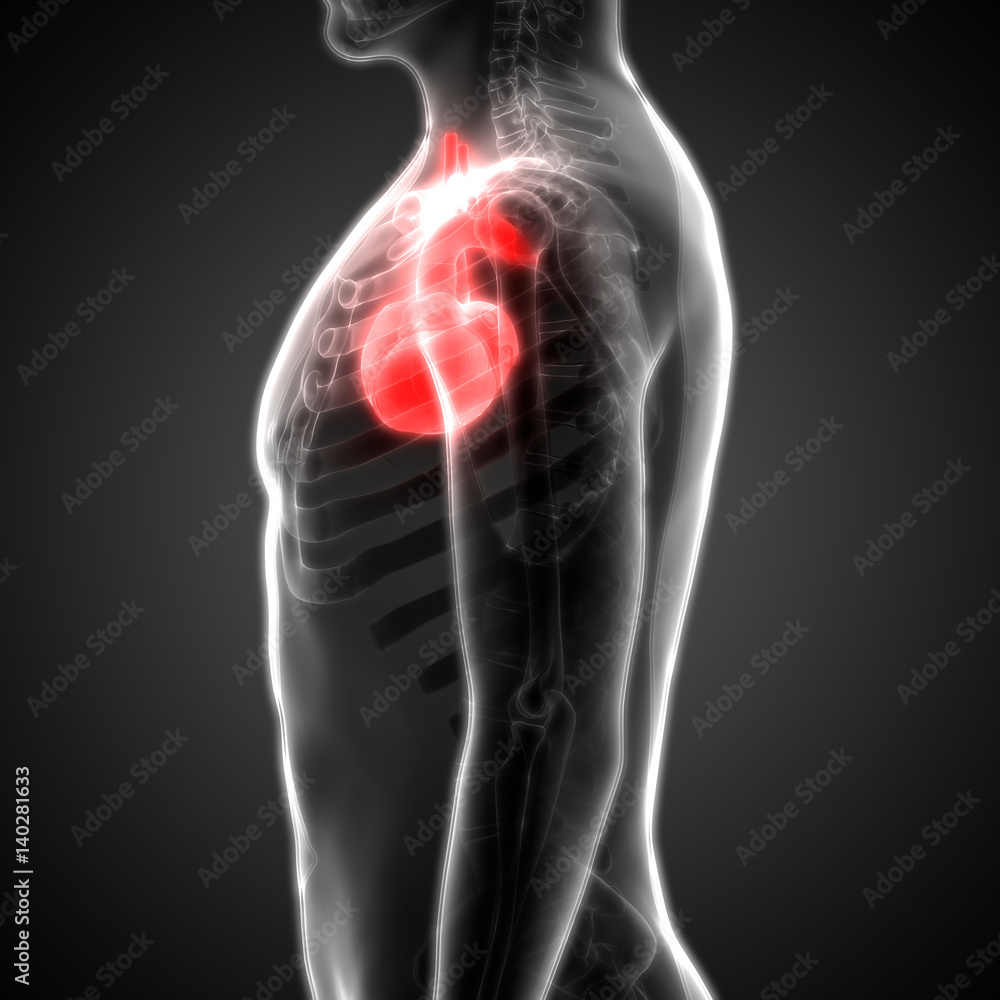 Human Body Organs (Heart Anatomy) Lateral view Stock Illustration ...