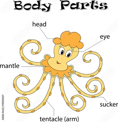 Octopus body parts Stock Vector | Adobe Stock
