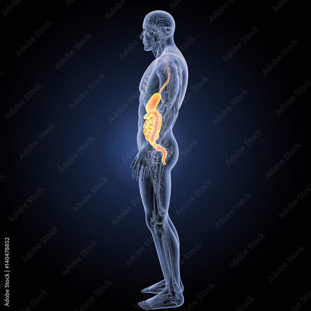 Foto Stomach and intestine with anatomy lateral view do Stock | Adobe Stock