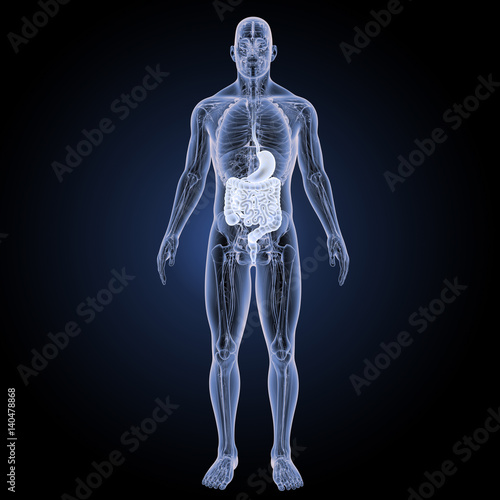 Stomach and intestine with anatomy anterior view Stock Photo | Adobe Stock