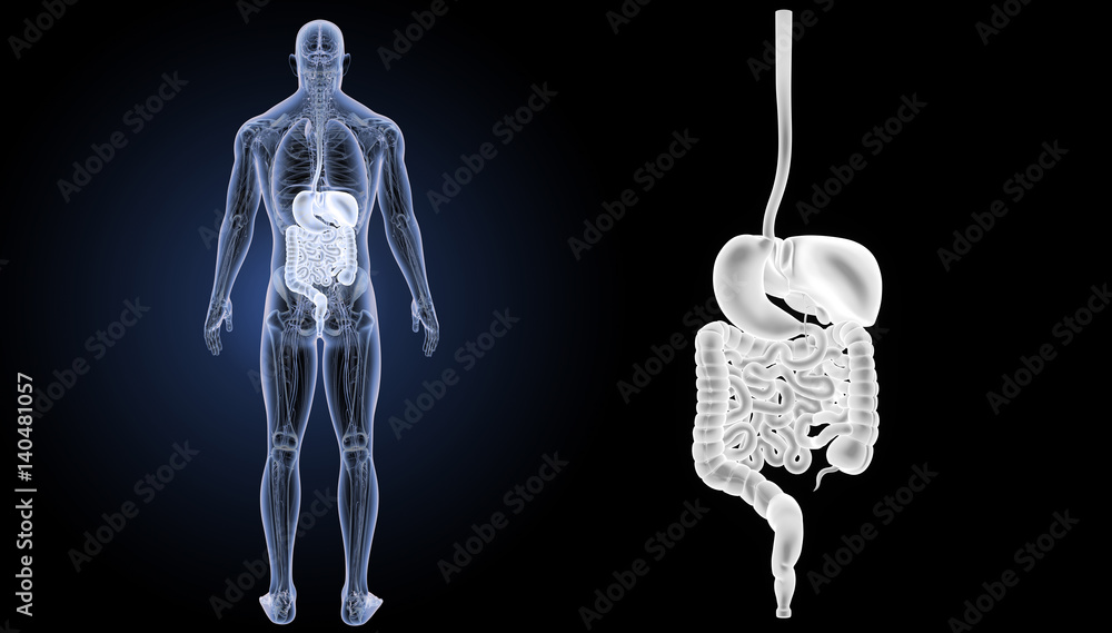 Digestive system zoom with anatomy posterior view Stock Illustration ...