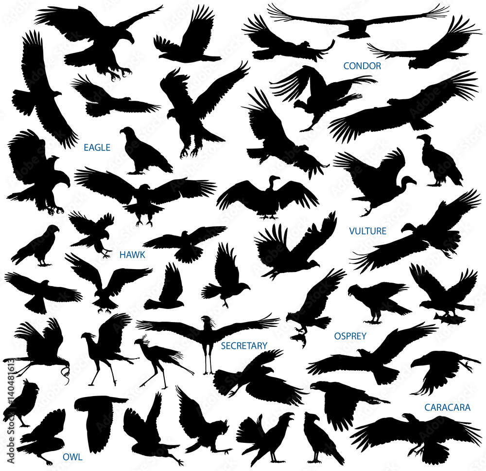 Birds of prey vector silhouettes collection Stock Vector | Adobe Stock