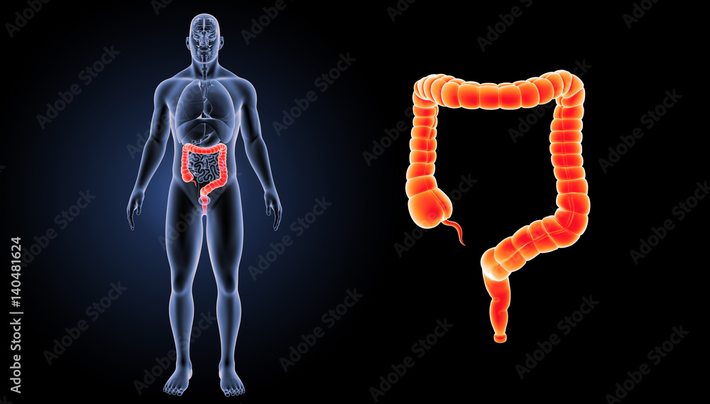 Ilustración de Stock Large intestine zoom with organs anterior view ...