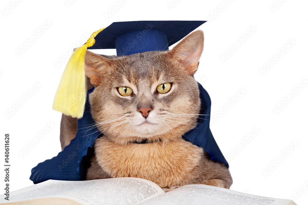 Cat in graduation cap and gown Stock Photo | Adobe Stock