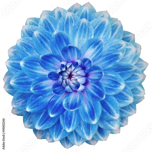 Single Blue Flower White Background | Best Flower Site
