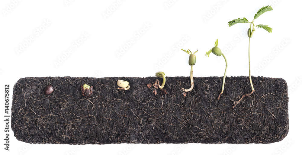 Growing plants,Bean seed germination different stages with underground ...