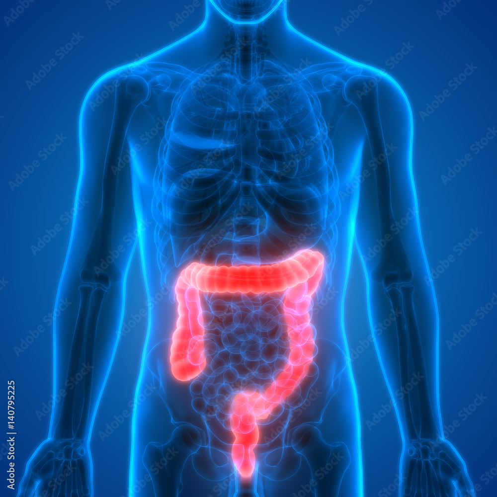 Human Digestive system Anatomy (Large Intestine) Stock Illustration ...