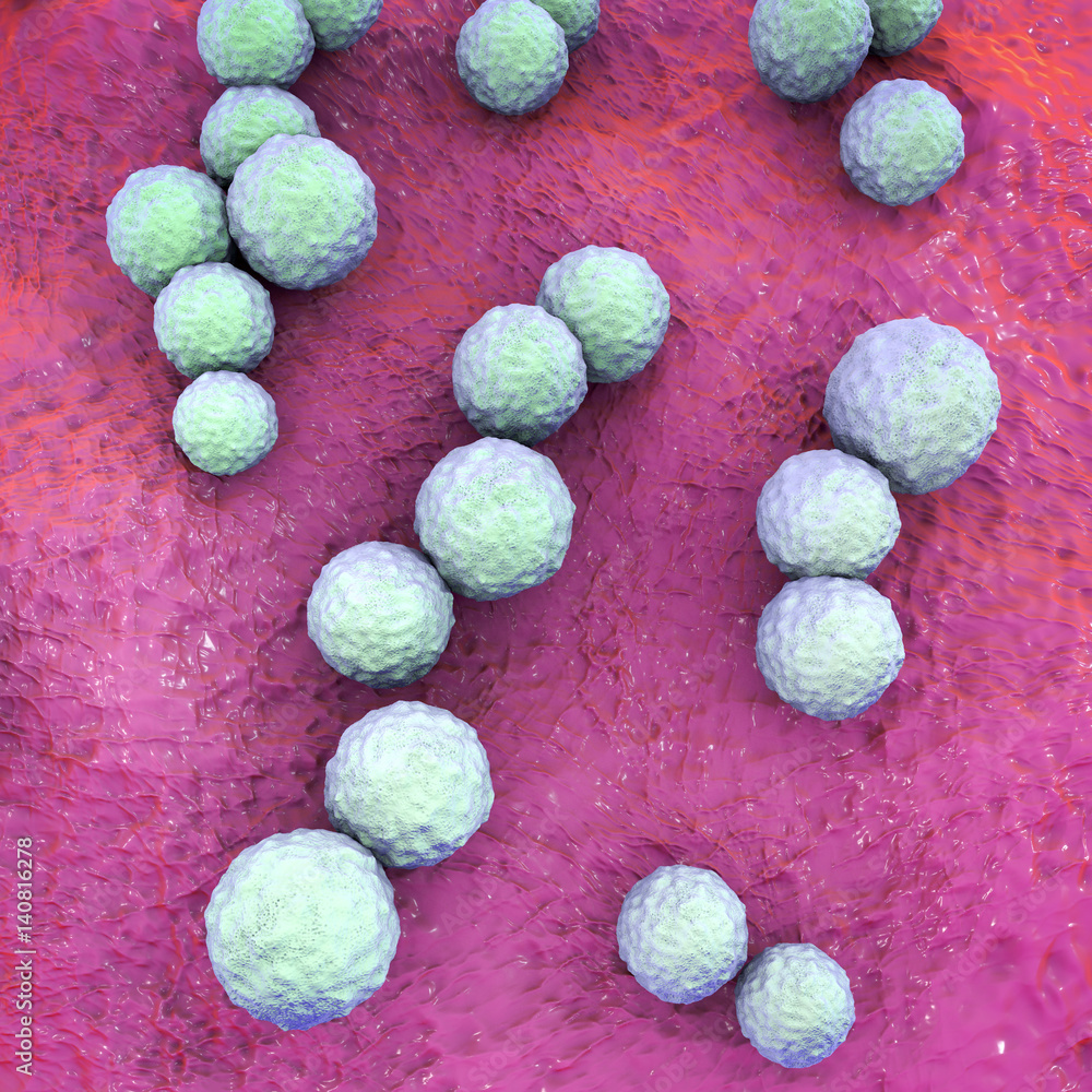 Streptococcus mutans bacteria, gram-positive cocci which cause dental ...