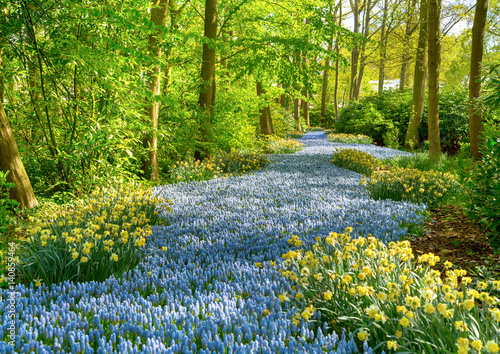 Muscari flowers in Keukenhof. Keukenhof park, Netherlands. Grape ...