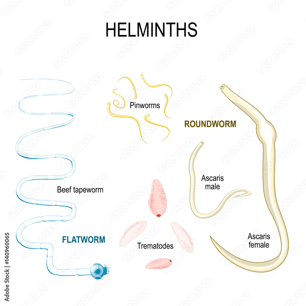 Helminths. types of human parasites. Stock Vector | Adobe Stock