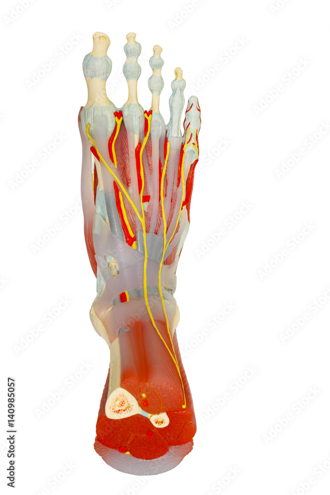 Foot Bones Top View