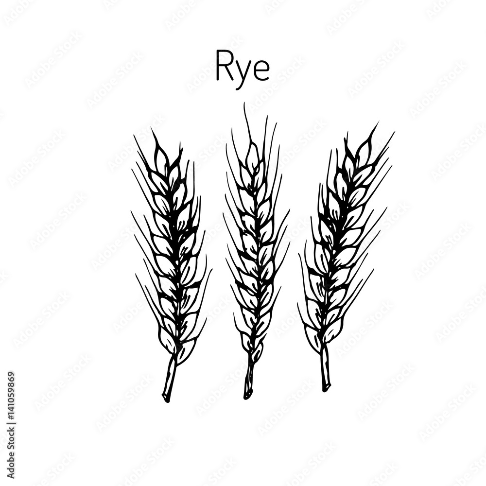Vetor Hand draw rye ears sketch do Stock | Adobe Stock