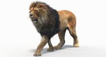 Lion 3d Drawing Free Stock Photo - Public Domain Pictures