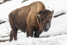Bull Bison Free Stock Photo - Public Domain Pictures