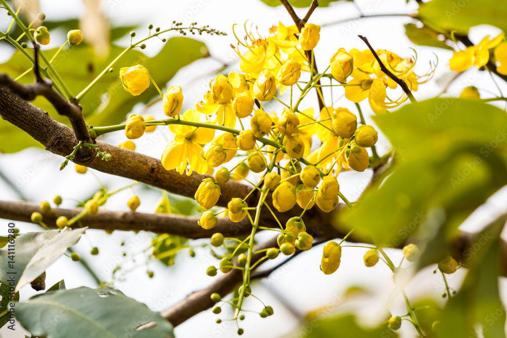 Kanikkonna - Golden shower, Cassia Fistula, bloom in tree. This flower is using by Hindu Vishu ...