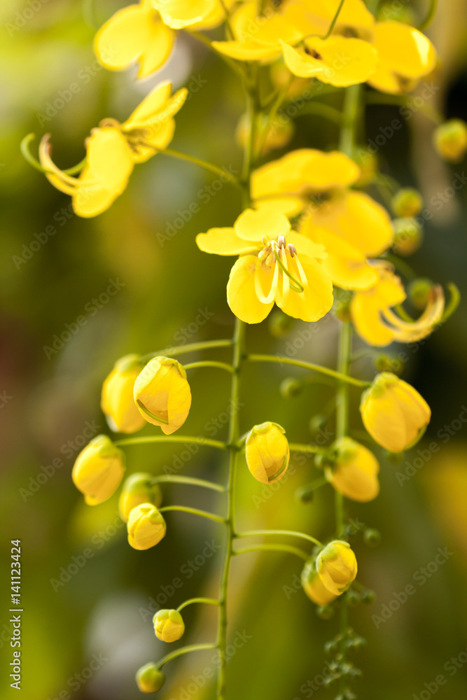 Kanikkonna - Golden shower, Cassia Fistula, bloom in tree. This flower is using by Hindu Vishu ...