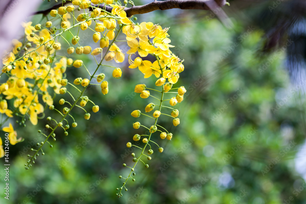 Kanikkonna - Golden shower, Cassia Fistula, bloom in tree. This flower is using by Hindu Vishu ...