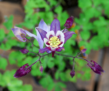 Purple Dicot Free Stock Photo - Public Domain Pictures