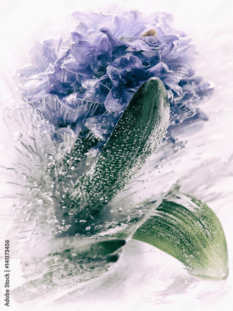 Photo Stock frozen flower | Adobe Stock