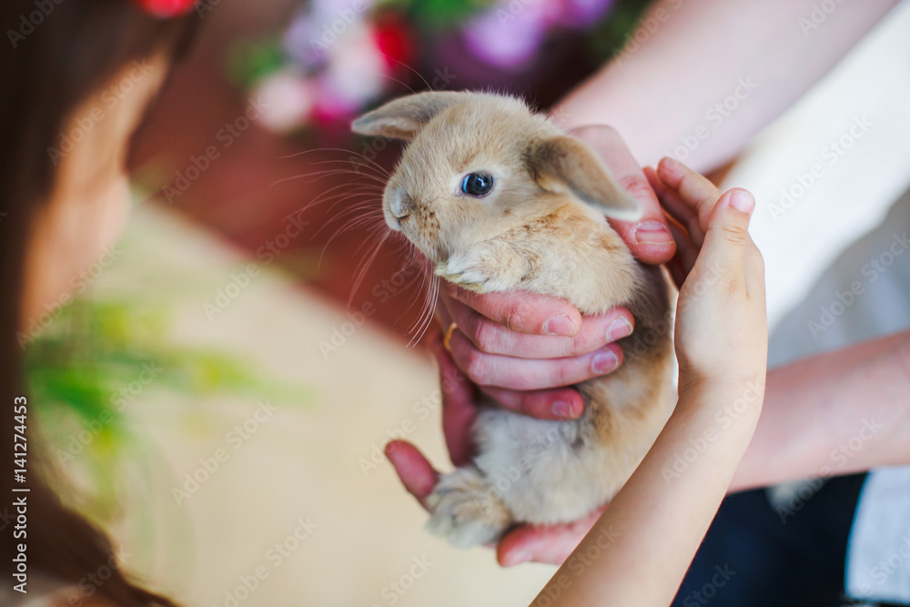 Little rabbit in the hands of the father of the girl. Child first time sees a rabbit. Easter ...