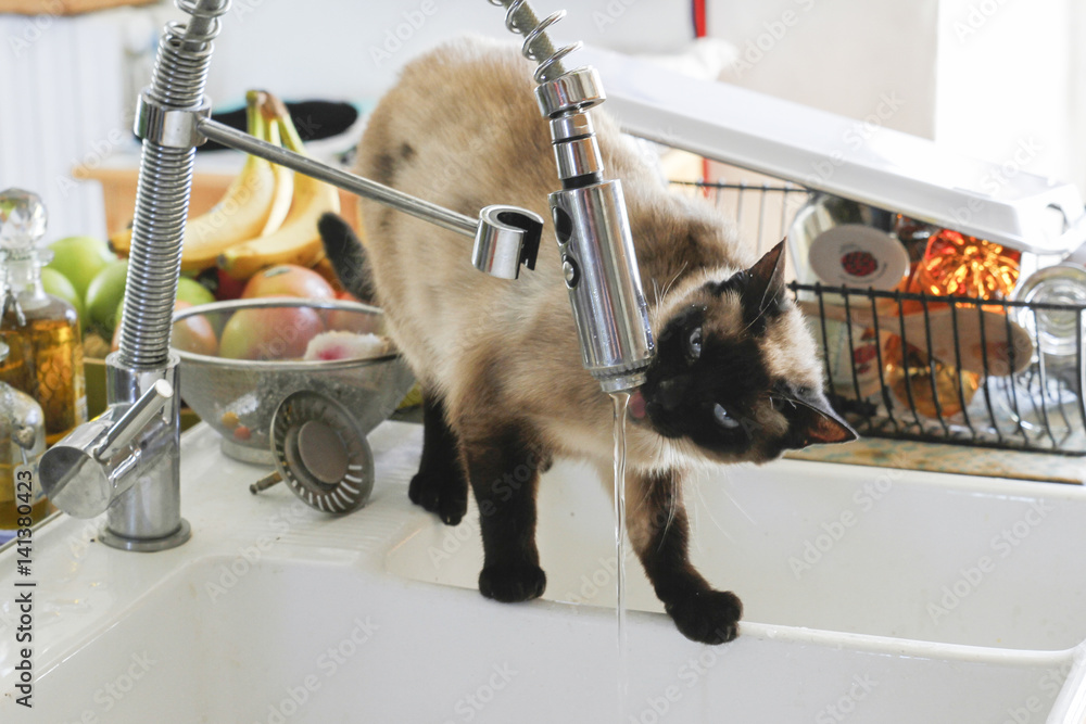 Chat qui boit de l'eau au robinet Stock Photo | Adobe Stock