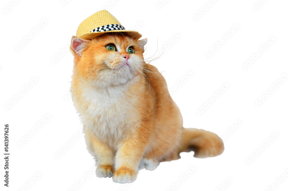 Garfield cat wearing hat isolated Stock Photo | Adobe Stock