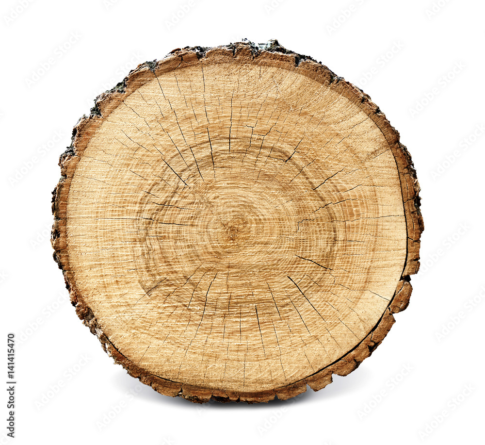 Large circular piece of wood cross section with tree ring texture ...