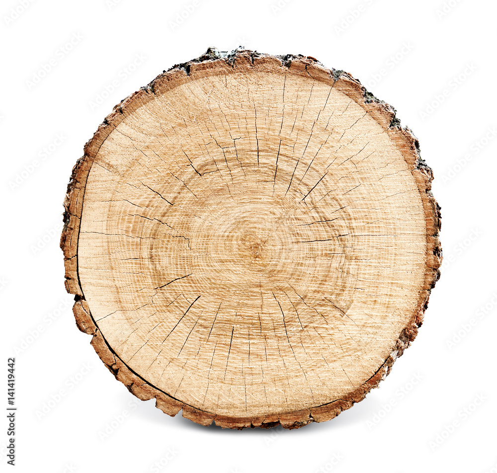 Wooden stump isolated on the white background. Round cut down tree with ...
