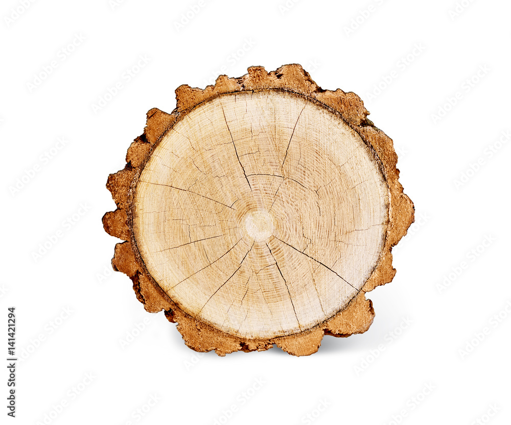 Cut tree slice with age rings cut fresh from the forest with wood grain ...