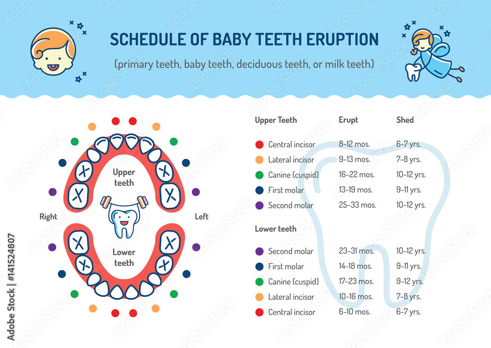 Schedule of Baby Teeth Eruption. Primary teeth, deciduous teeth ...