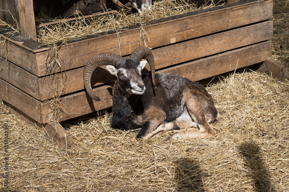 Sheep in the open air zoo next to the trough lying in the sun Stock ...