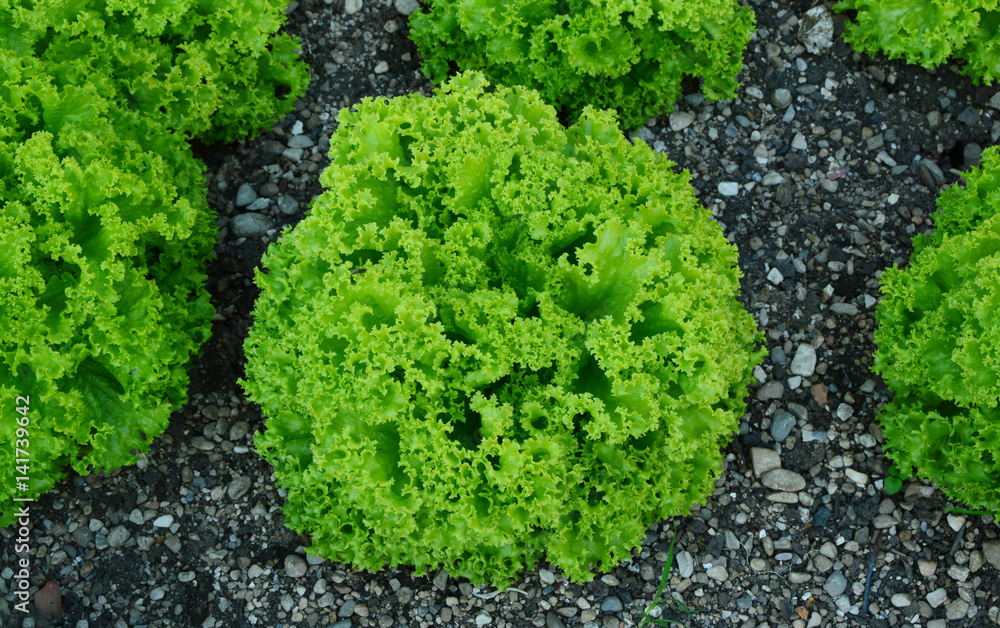 Health Benefits of Lettuce. lettuce on filed in the garden. Stock Photo ...