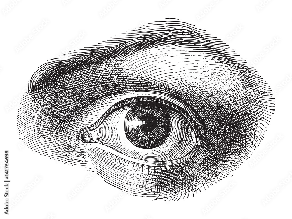 Human eye - Vintage illustration Stock Vector | Adobe Stock
