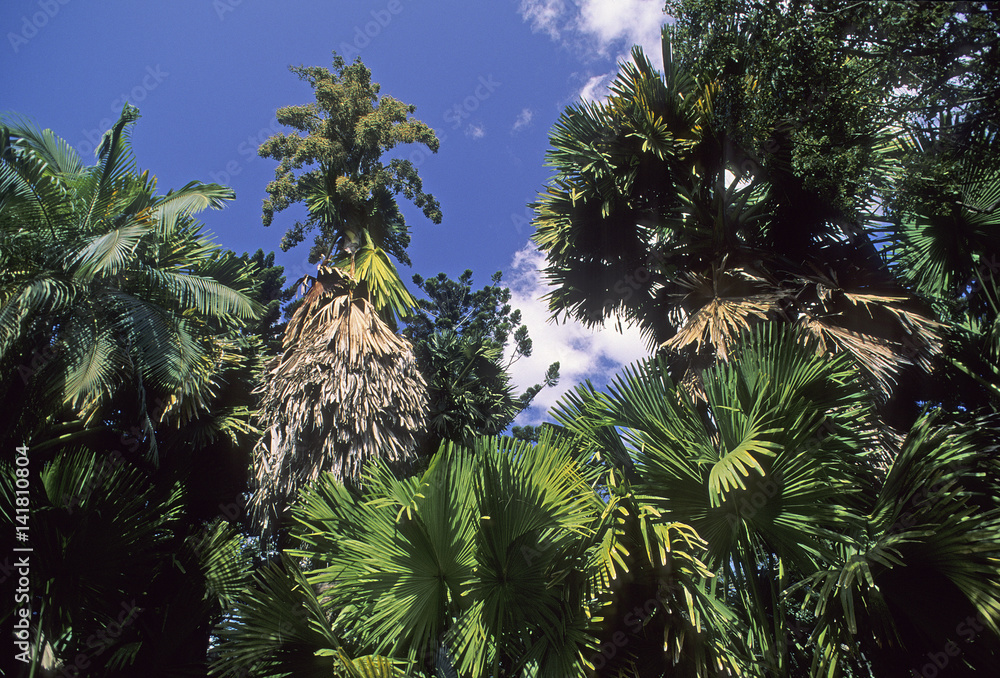 Corypha umbraculifera / Talipot / Coryphée Stock Photo | Adobe Stock