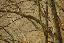 Scraggly Tree Free Stock Photo - Public Domain Pictures