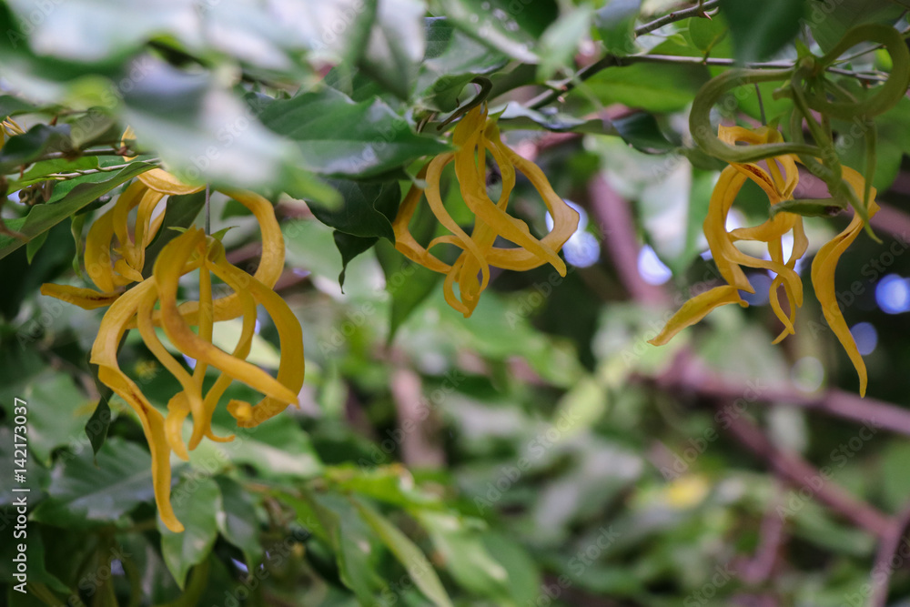 Chinese Desmos, Desmos (Desmos chinensis Lour.) The flowers are ...