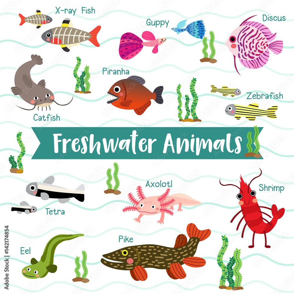 Freshwater Animals cartoon on white background with animal name, Vector ...