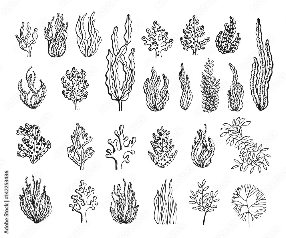 Seaweed sketch set vector Stock Vector | Adobe Stock
