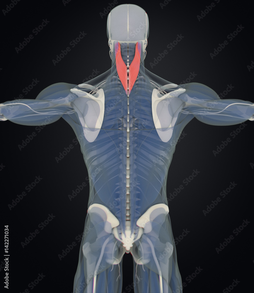 Splenius Capitis, neck muscles, stress, human anatomy. 3D illustration ...