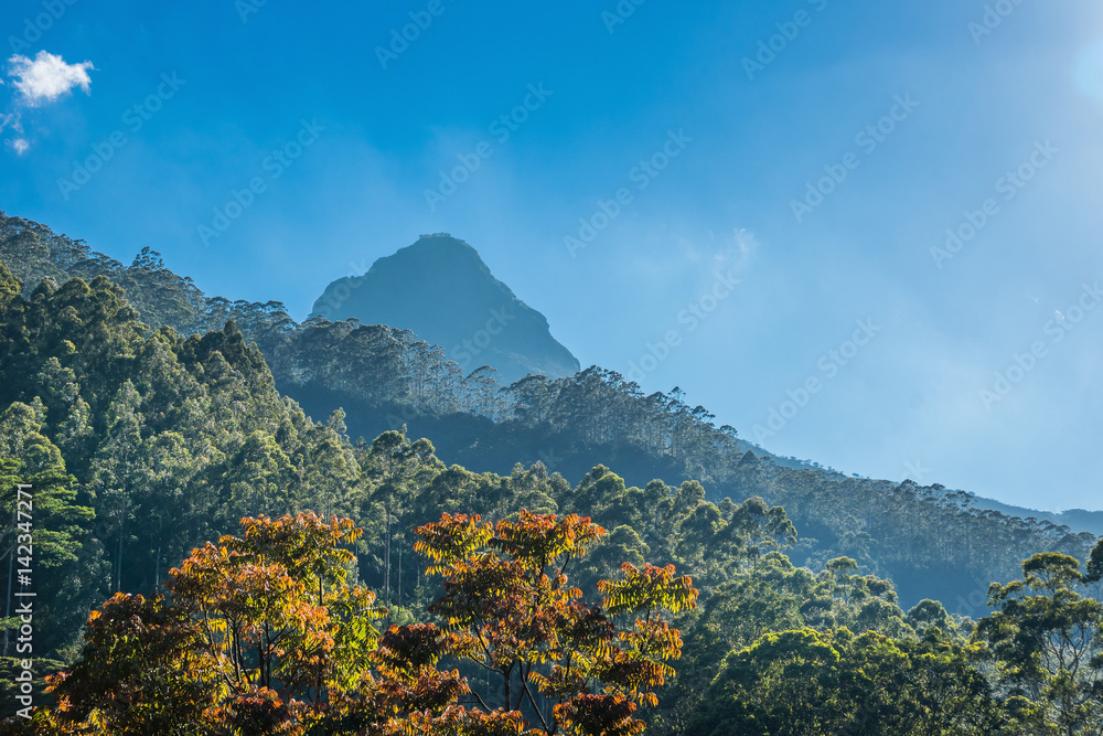 Great Adam's Peak (Sri Pada) with the eucalyptus forests at the foot of ...