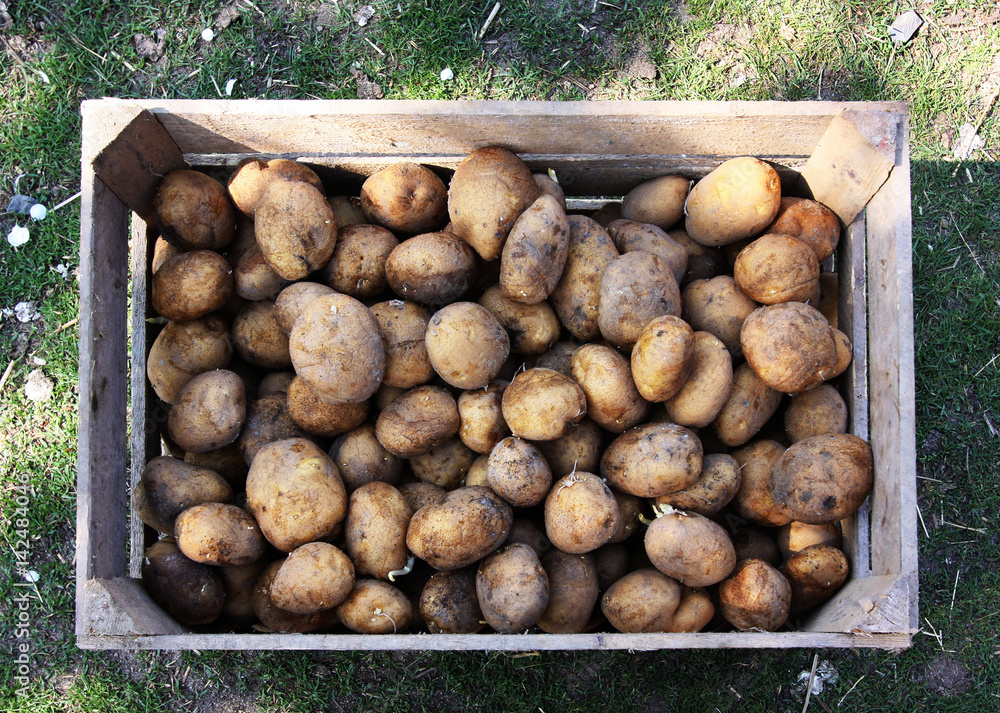 Eine Kiste mit Kartoffeln zum Kartoffellegen auf einem Bauernhof im ...