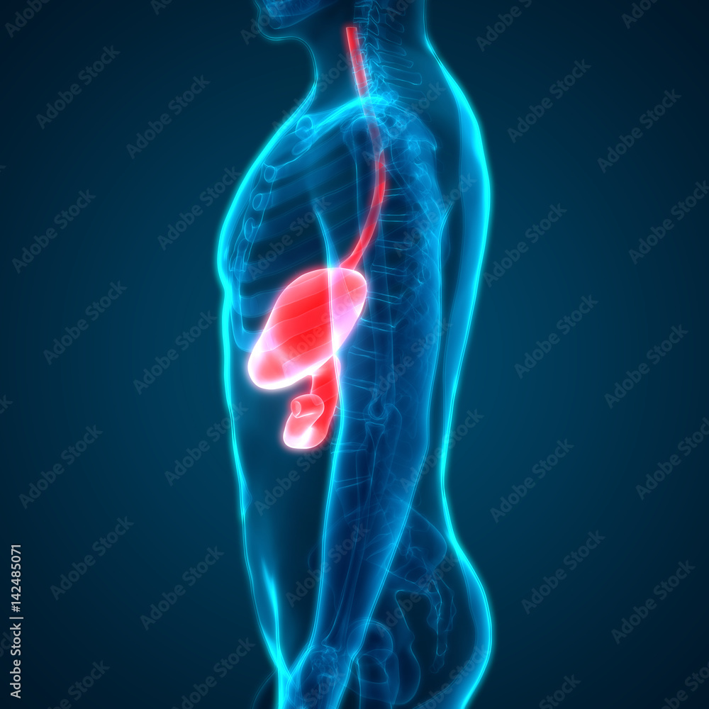 Human Digestive system Anatomy (Stomach) Lateral Stock Illustration ...