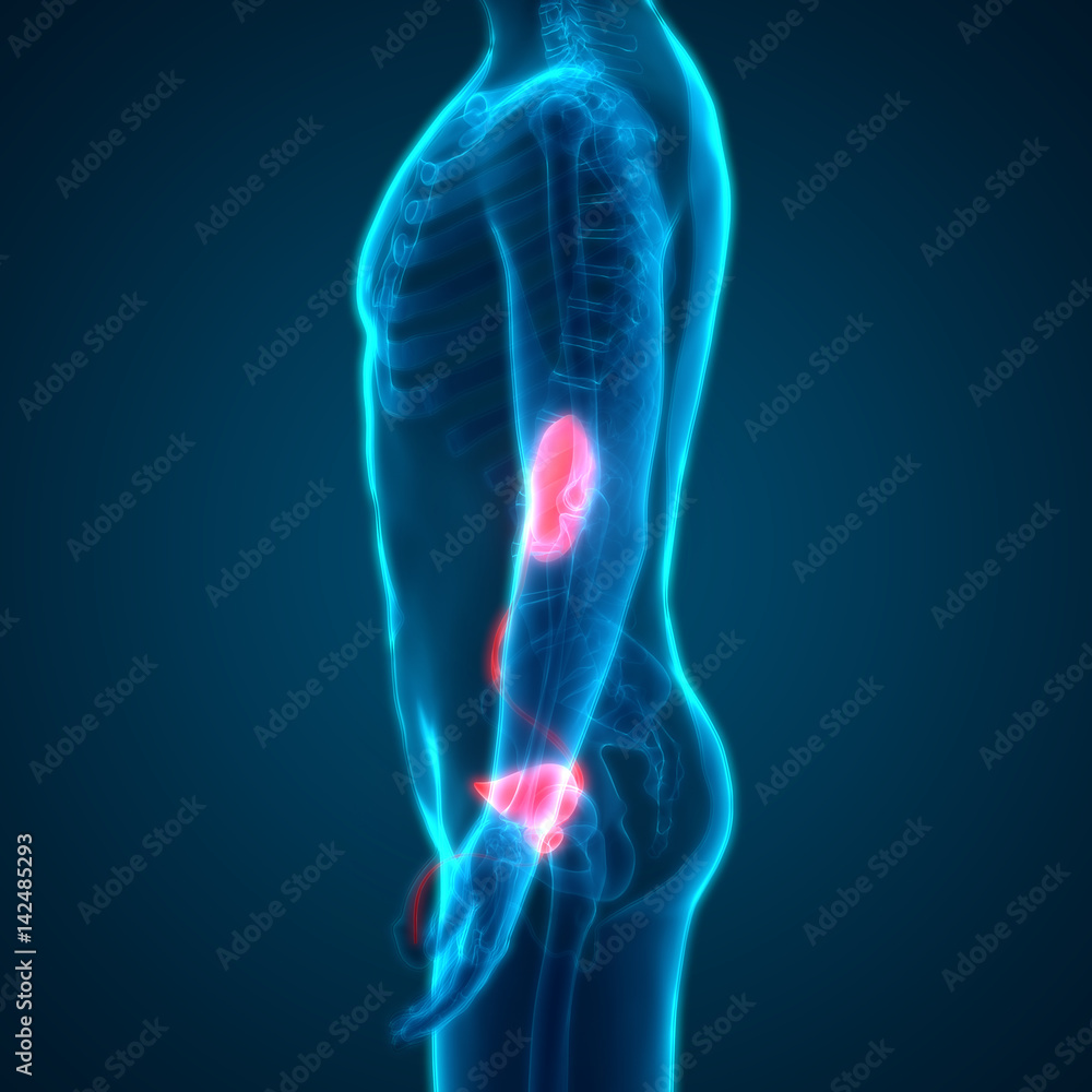 Human Body Organs (Kidneys with Urinary Bladder) Lateral Stock ...