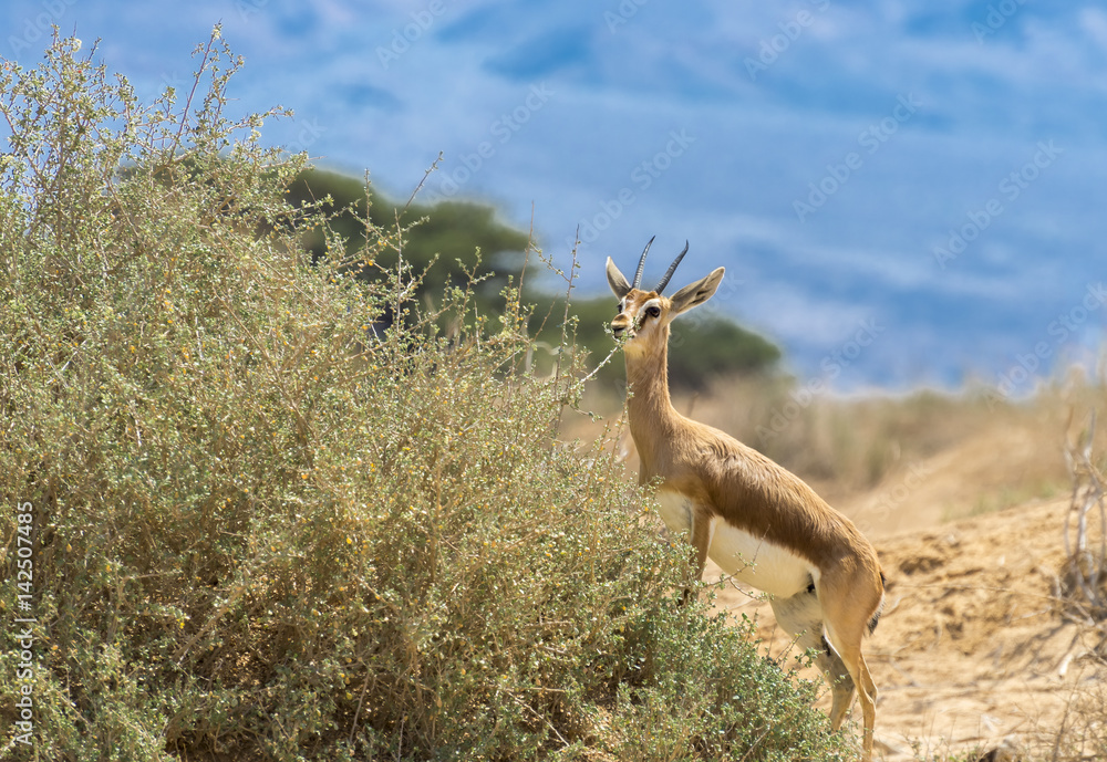 Stock-Foto „Dorcas gazelle (Gazella dorcas) inhabits nature desert ...
