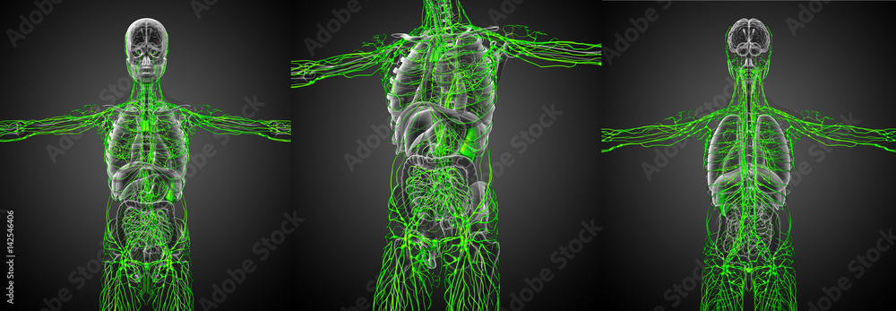 3d rendering medical illustration of the lymphatic system Stock ...