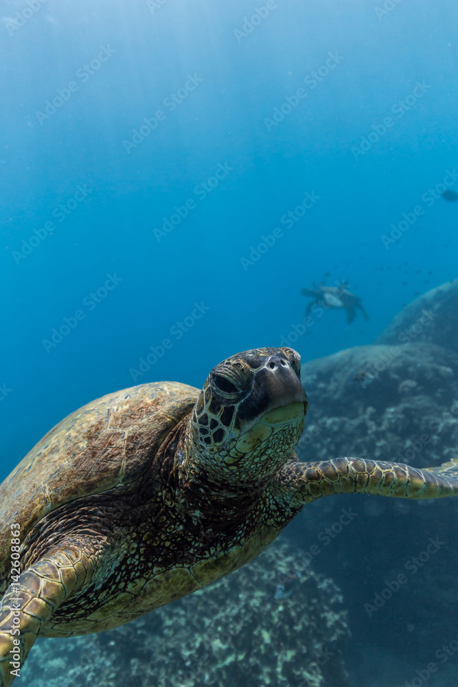 Turtle swimming underwater Stock Photo | Adobe Stock