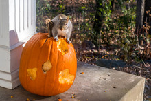 Fox Squirrel Eating Pumpkin Free Stock Photo - Public Domain Pictures