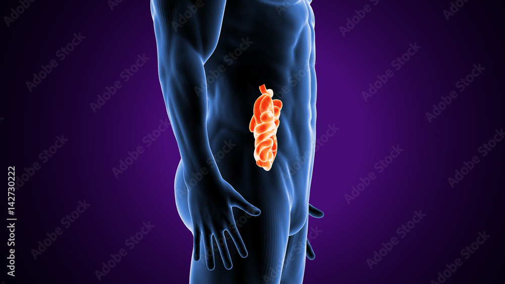 Human Small Intestine Anatomy Illustration. 3D render Stock ...