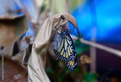 Beautiful Butterfly Coming Out of a Cocoon Stock Photo | Adobe Stock